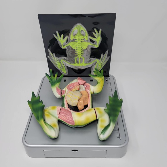 Science Tech | Toys | Frog Dissection Model Homeschool Kit Removable ...
